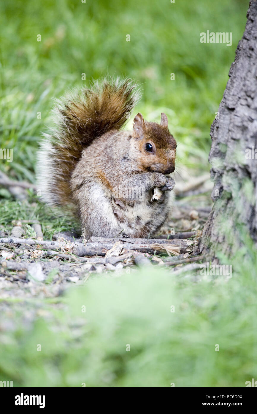 Squirrel sitting and eating Stock Photo - Alamy