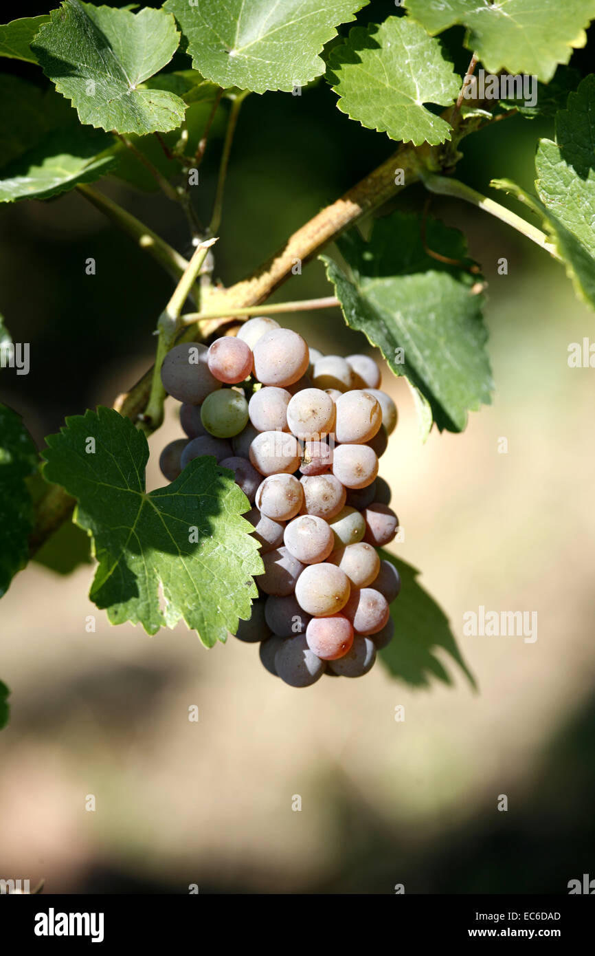 Tiny grapes hi-res stock photography and images - Alamy