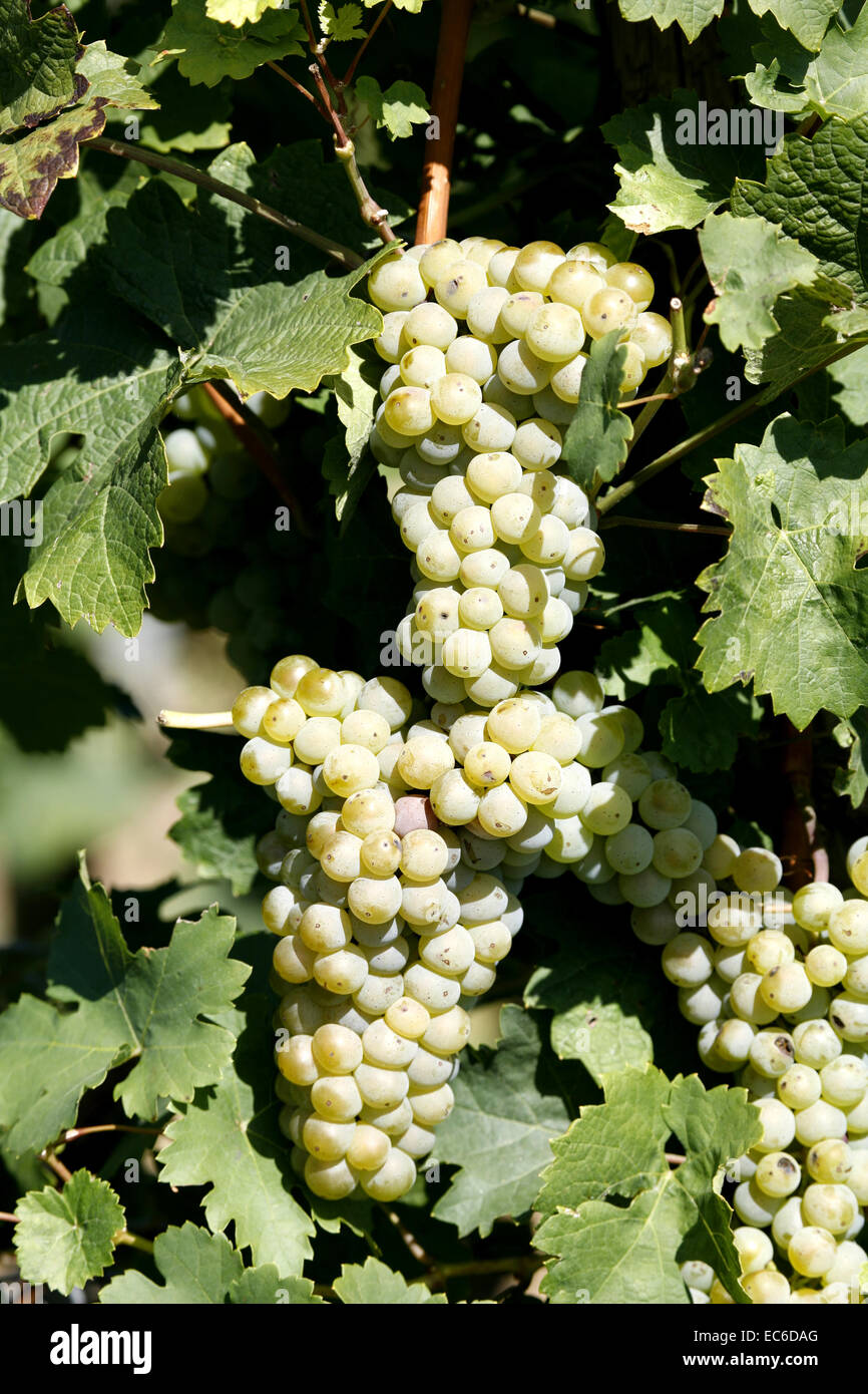 Tiny grapes hi-res stock photography and images - Alamy