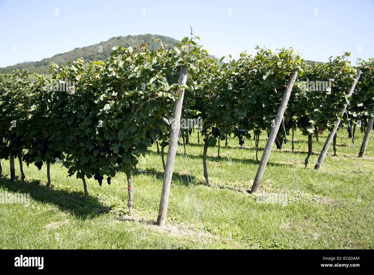 Winberries hi-res stock photography and images - Alamy