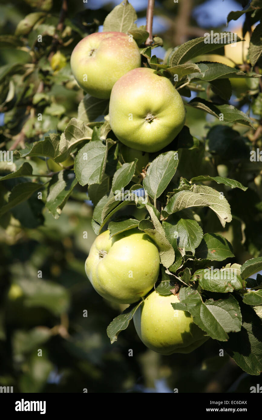 apples at tree Stock Photo - Alamy