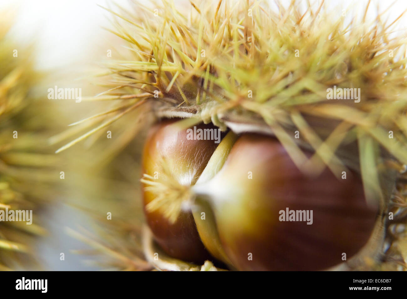 Maronen hi-res stock photography and images - Alamy