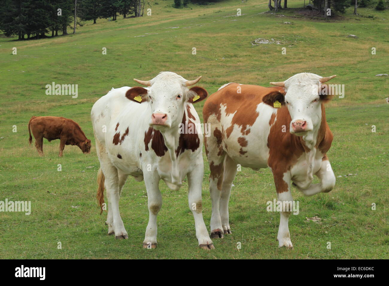 Two white cows on black background hi-res stock photography and images ...