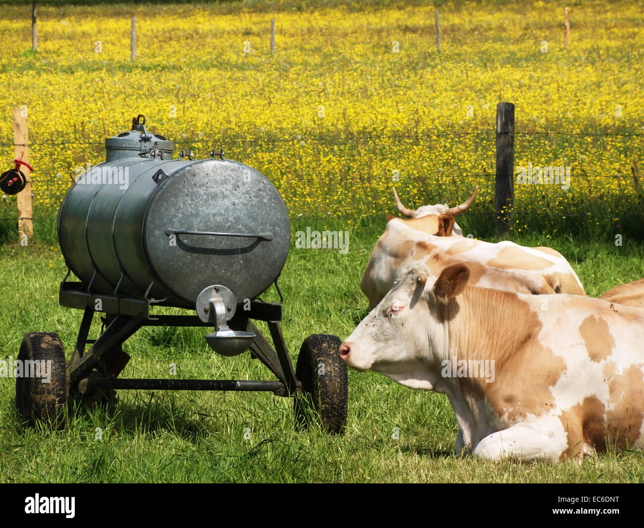 Cows rest in the Upper Bavarian Alps near Lenggries and Bad Tölz Stock ...