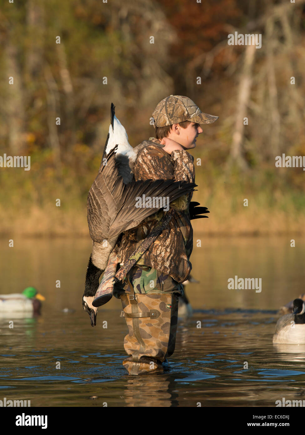 Young Goose Hunter Stock Photo - Alamy