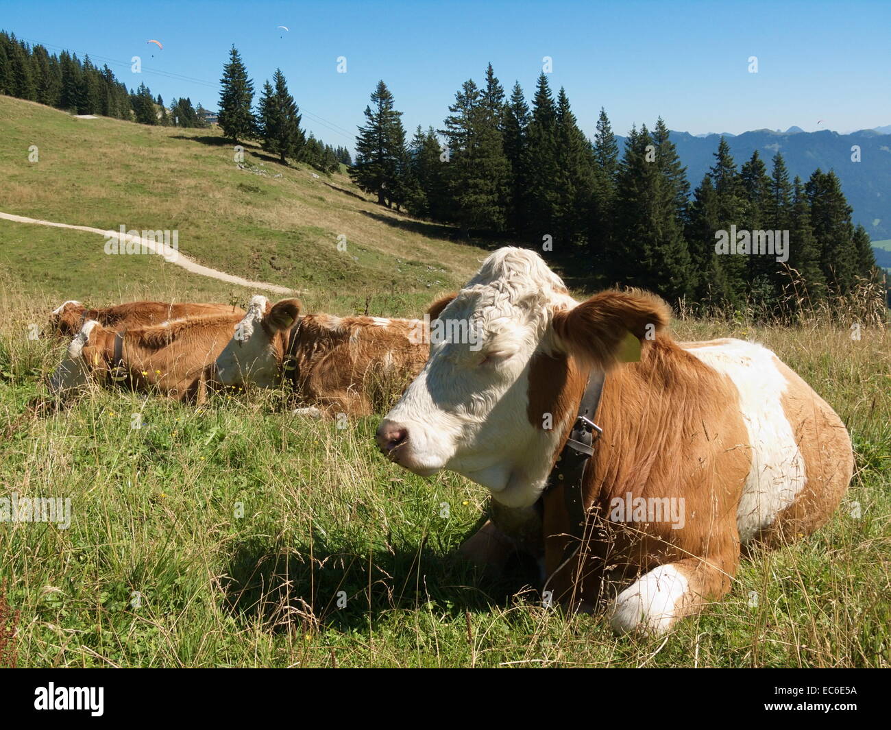 Cows on the pasture in the Upper Bavarian Alps near the mountain ...