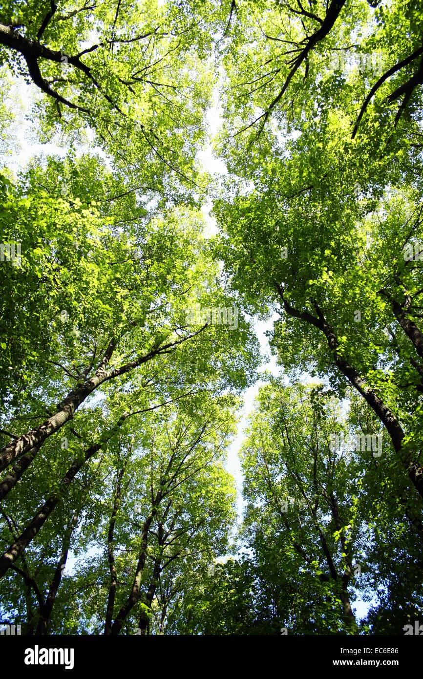 the power of trees Stock Photo - Alamy