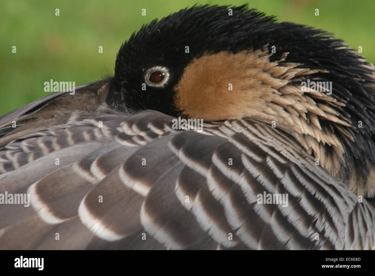Sleeping Hawaiian goose Stock Photo - Alamy