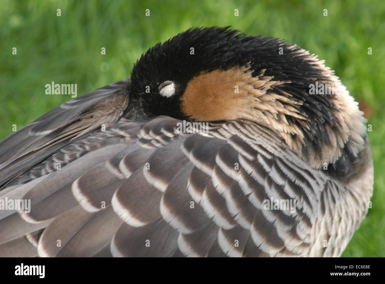 Sleeping Hawaiian goose Stock Photo - Alamy