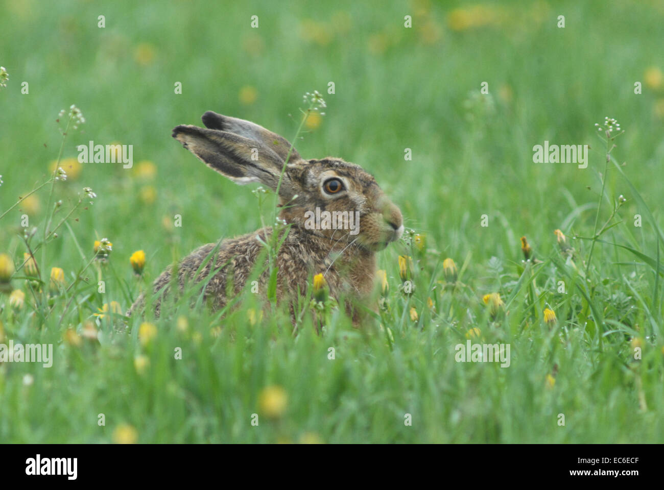 Brown Hare Ears Down High Resolution Stock Photography and Images - Alamy