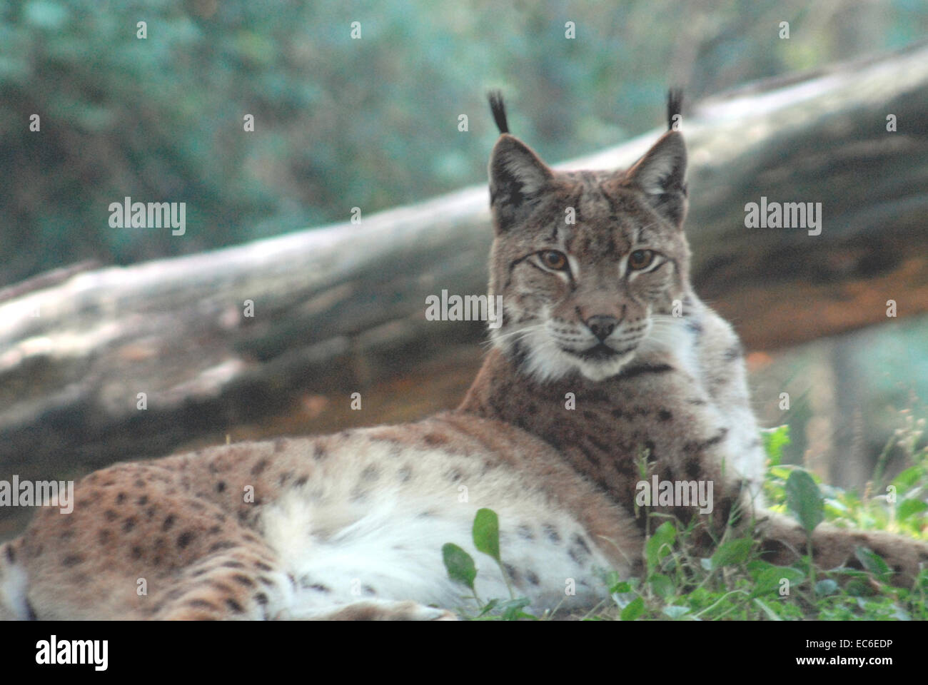 German forest lynx hi-res stock photography and images - Alamy