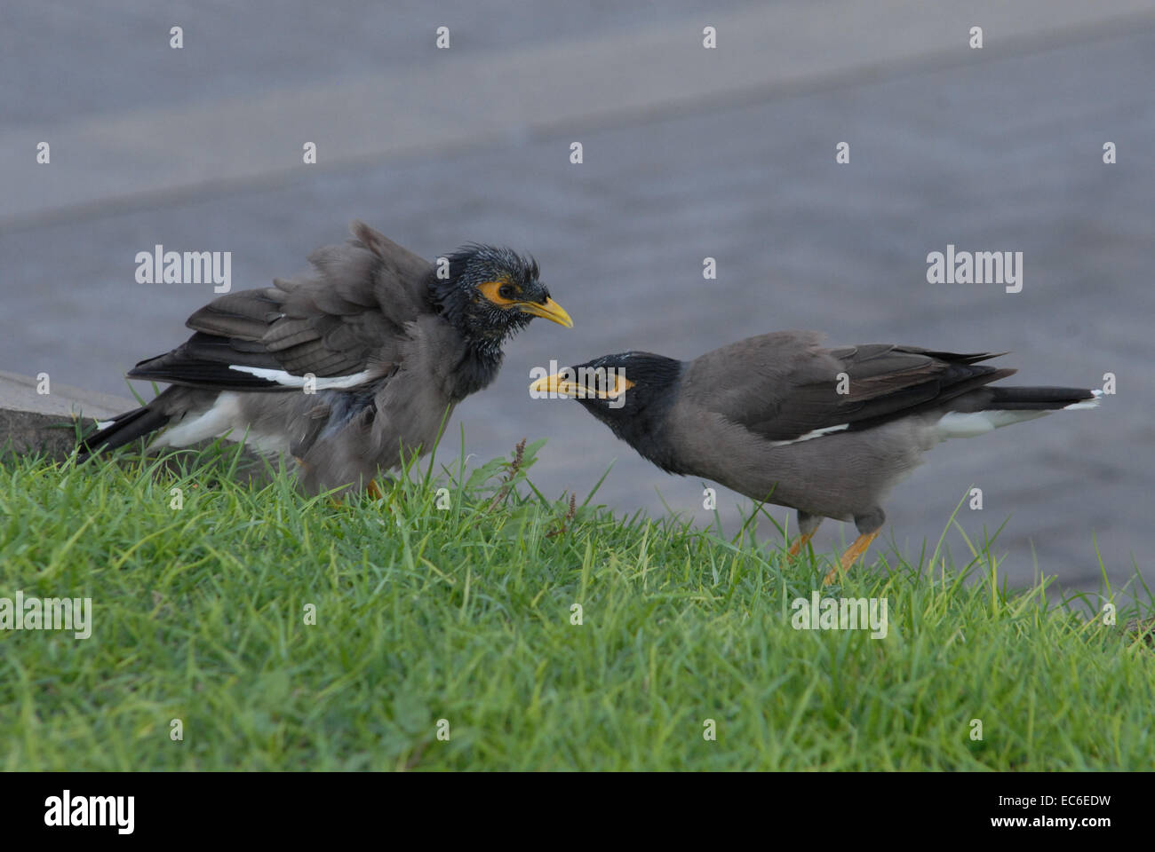 Common bird of pakistan hi-res stock photography and images - Alamy