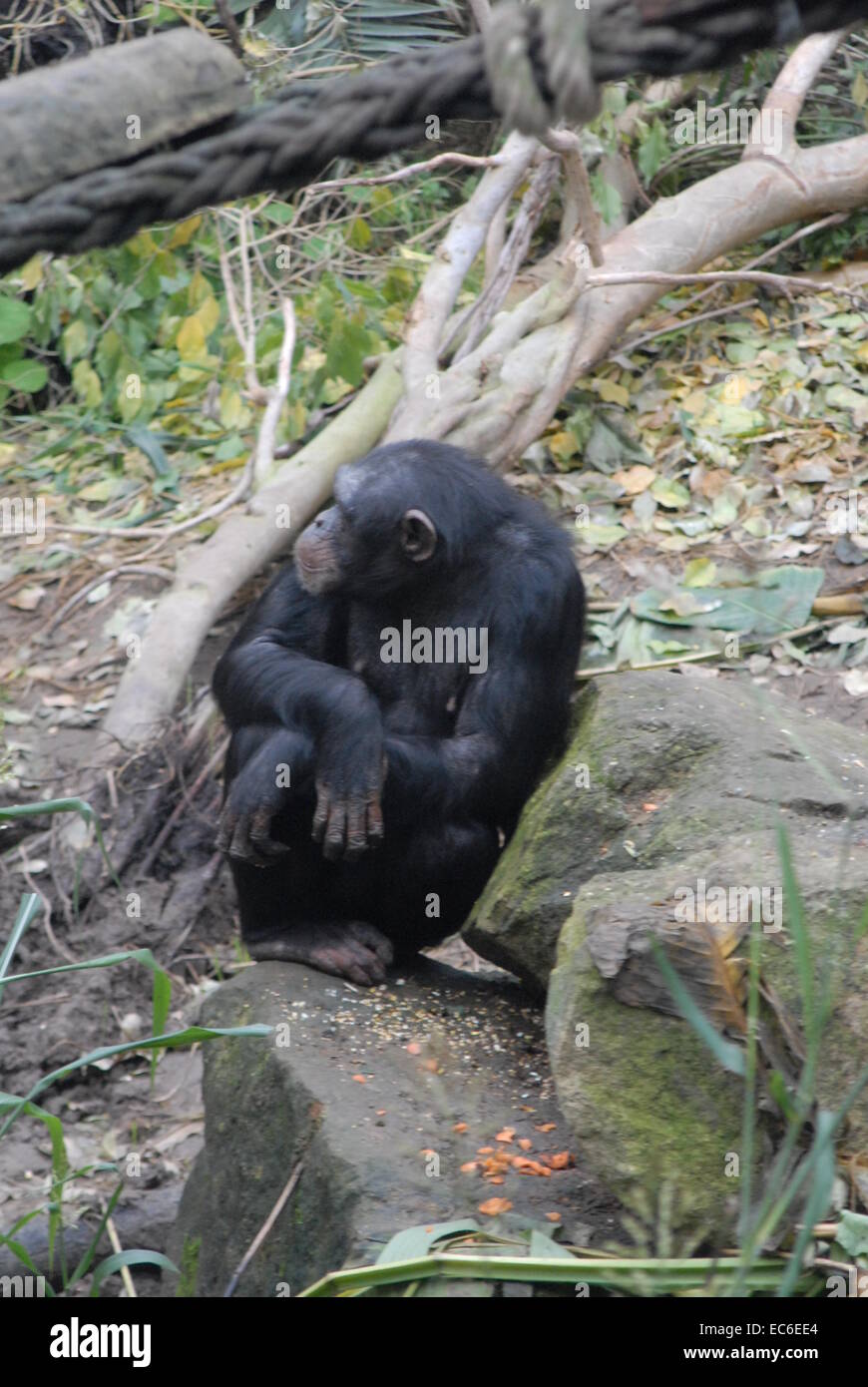 Distraught monkey hi-res stock photography and images - Alamy