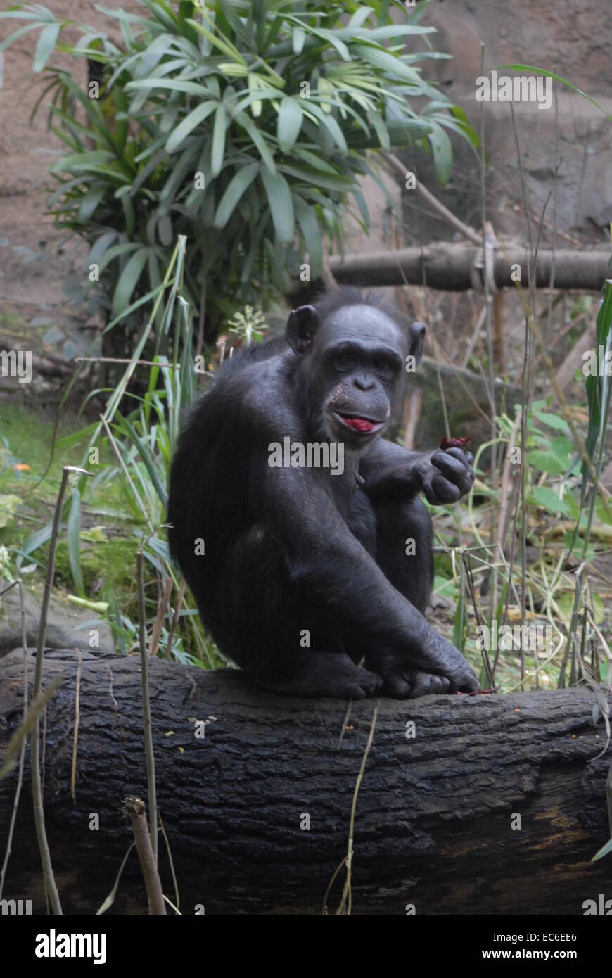 Distraught monkey hi-res stock photography and images - Alamy
