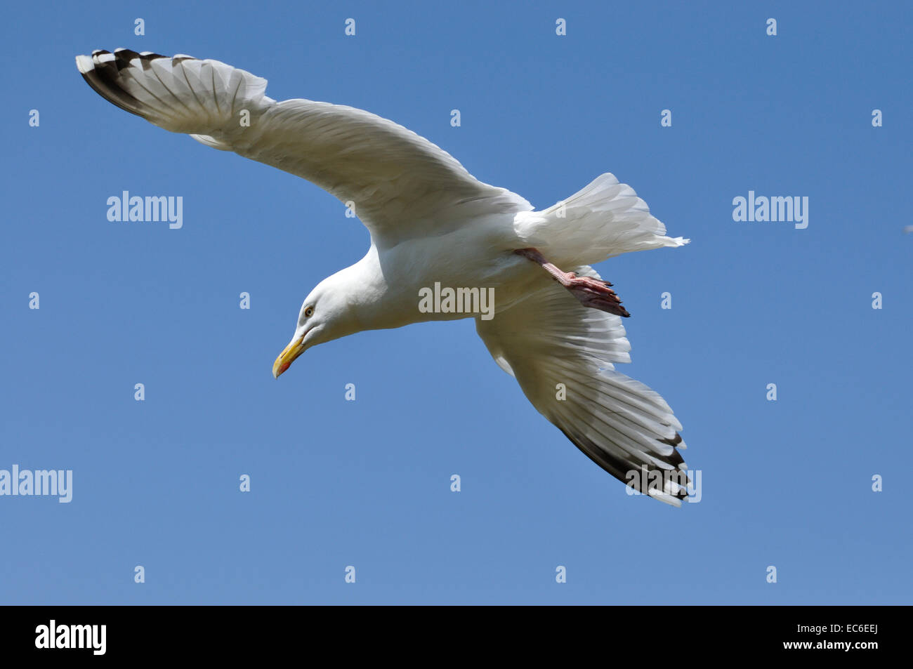 Seagull in Etretat, Normandy, France Stock Photo - Alamy