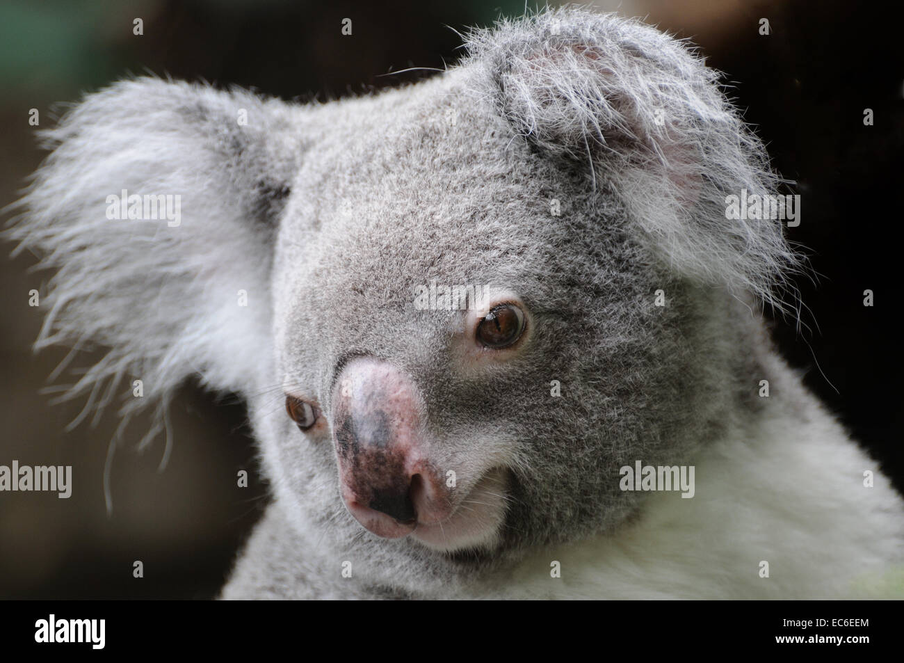 Portrait koala hi-res stock photography and images - Alamy