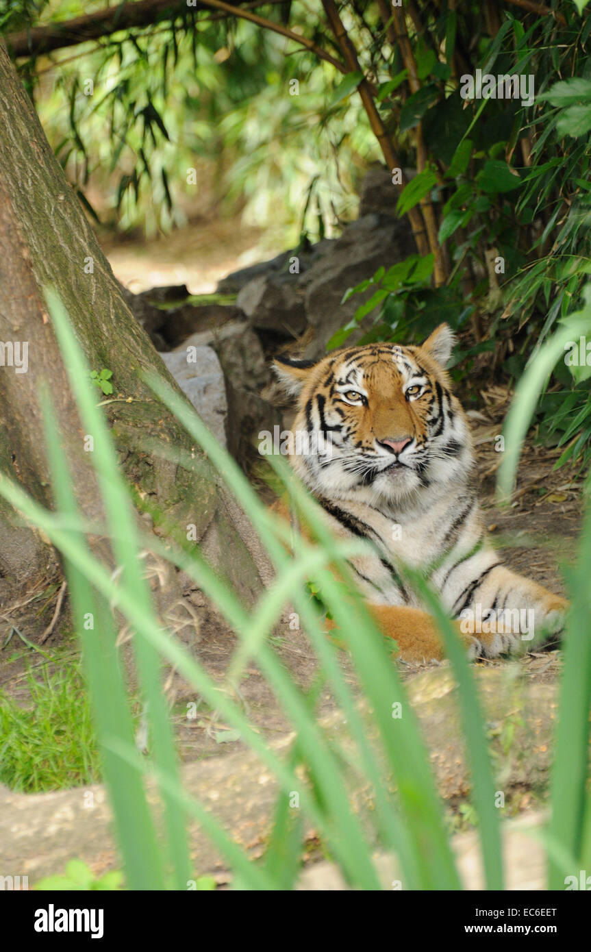 Tiger In Shadow High Resolution Stock Photography and Images - Alamy