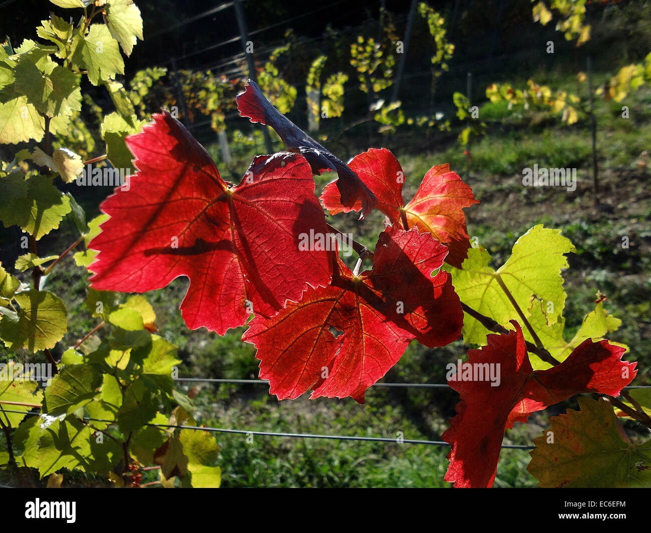 SUNLITE WINE LEAVES Stock Photo - Alamy