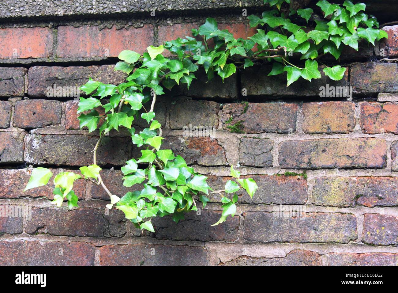 Gold ivy leaf hi-res stock photography and images - Alamy