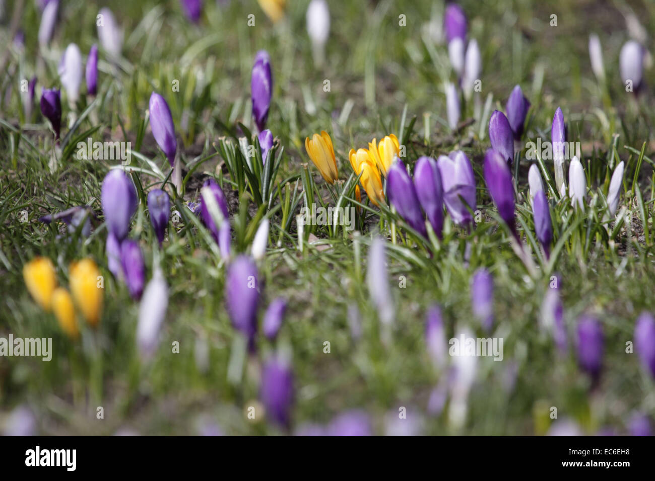 Crocus field hi-res stock photography and images - Alamy