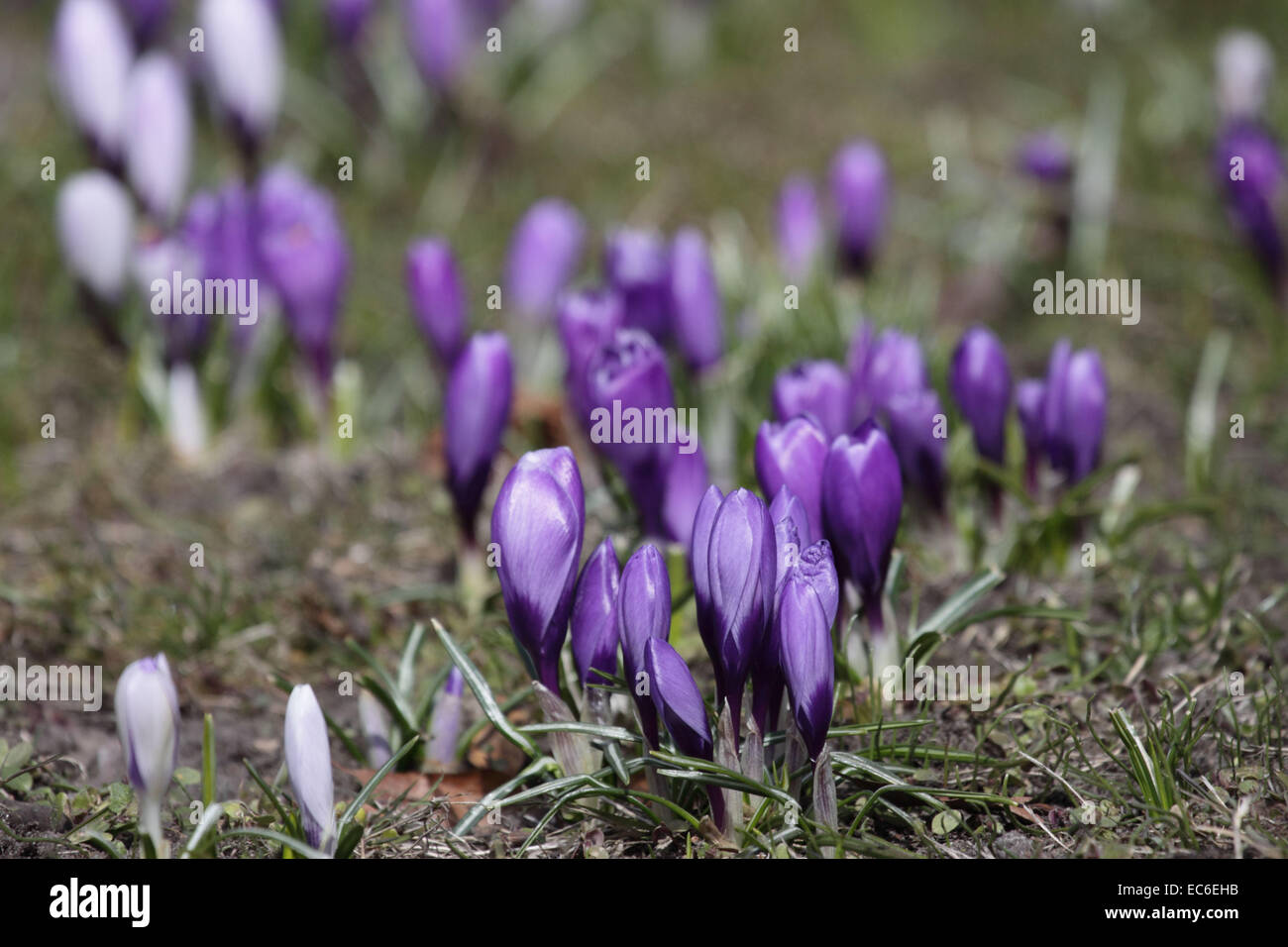 Tepid spring hi-res stock photography and images - Alamy