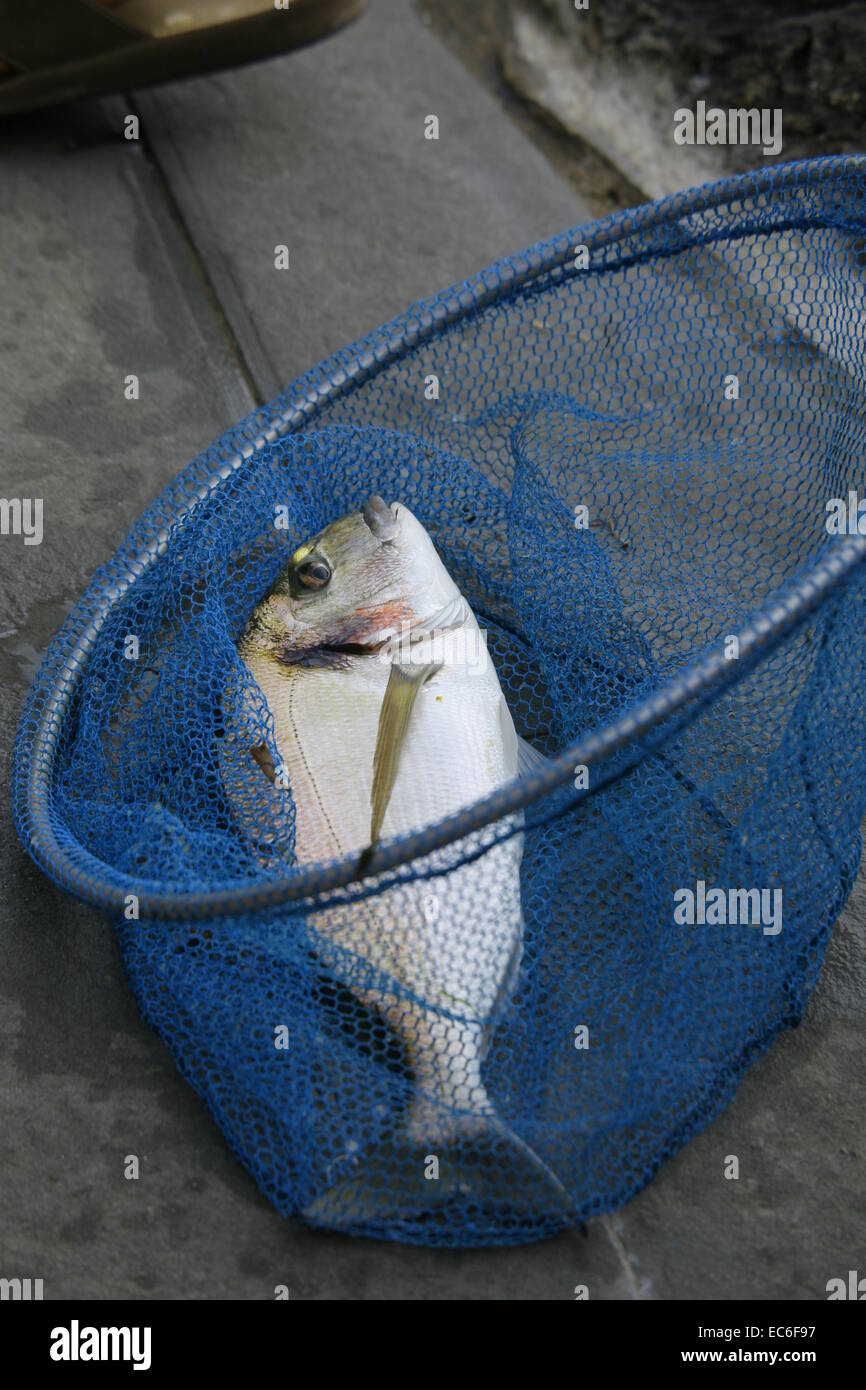 fish in a net Stock Photo - Alamy