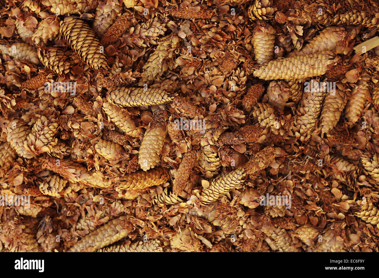 Pine cone clusters hi-res stock photography and images - Alamy