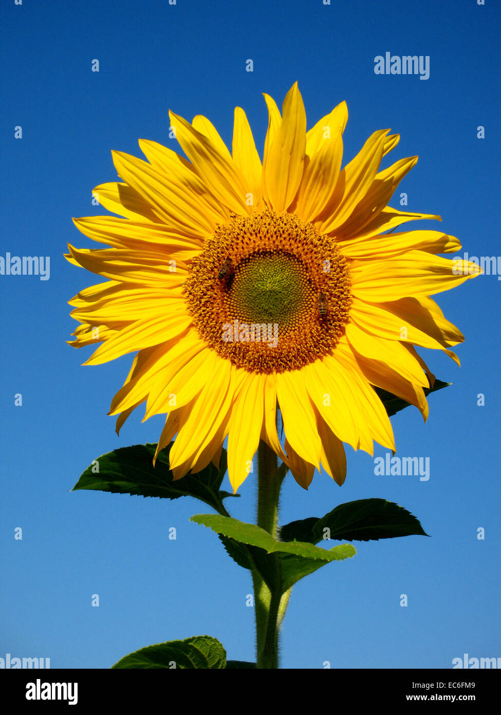 Insects in the grassland hi-res stock photography and images - Alamy
