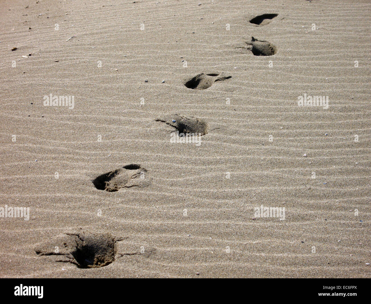 Tracks in the sand Stock Photo - Alamy