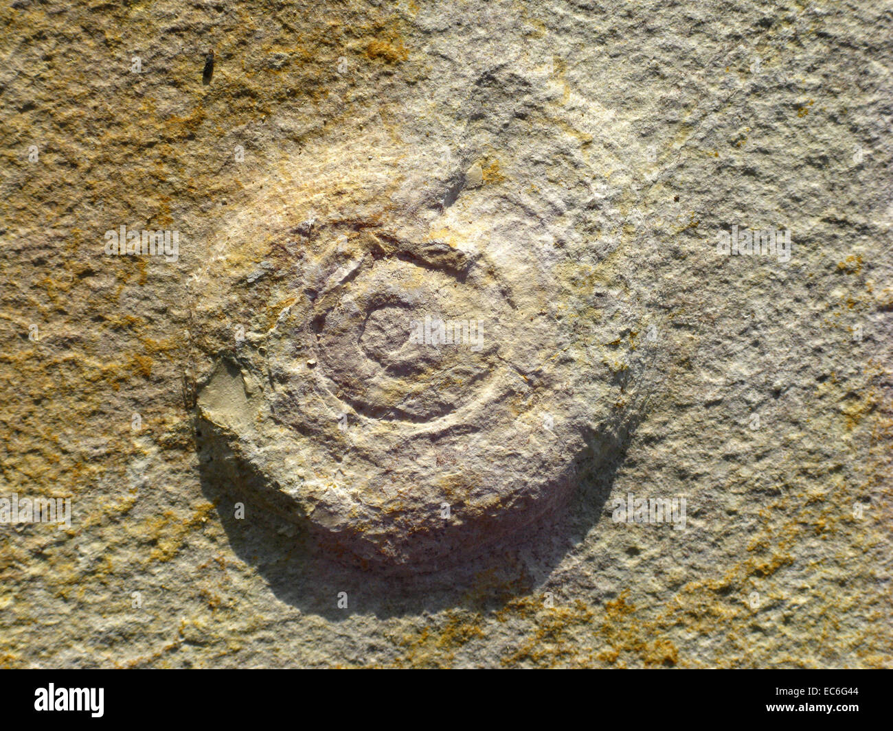 Petrification hi-res stock photography and images - Alamy