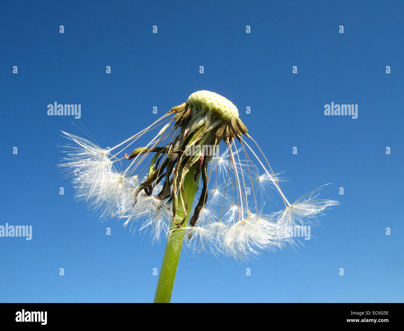 Withered flower of dandelion hi-res stock photography and images - Alamy