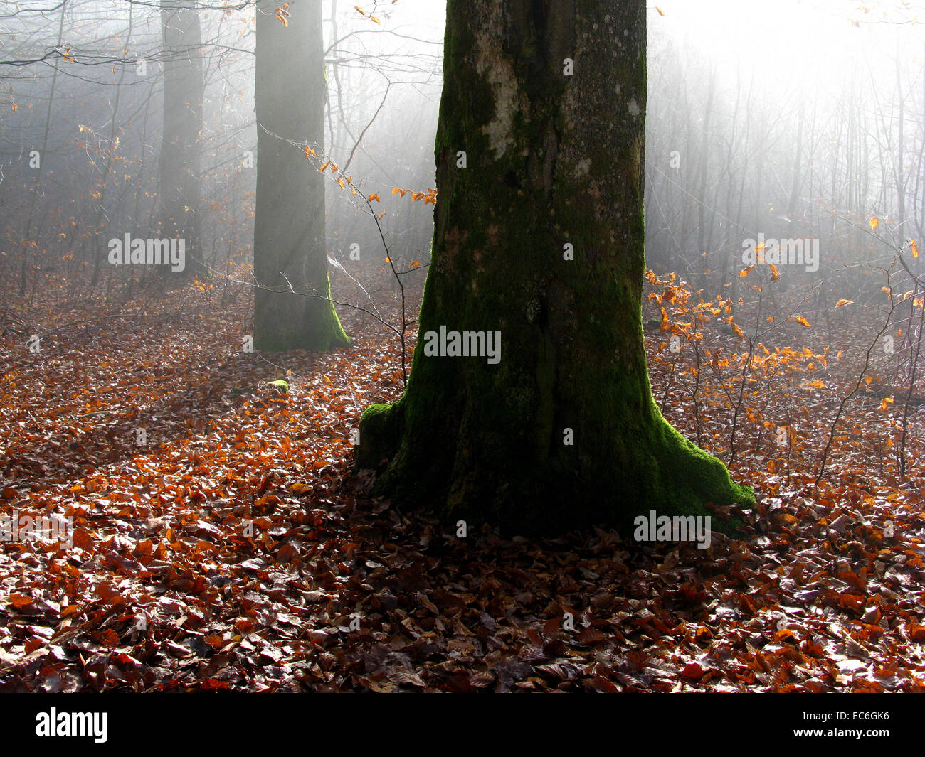Autumn in the forest Stock Photo - Alamy