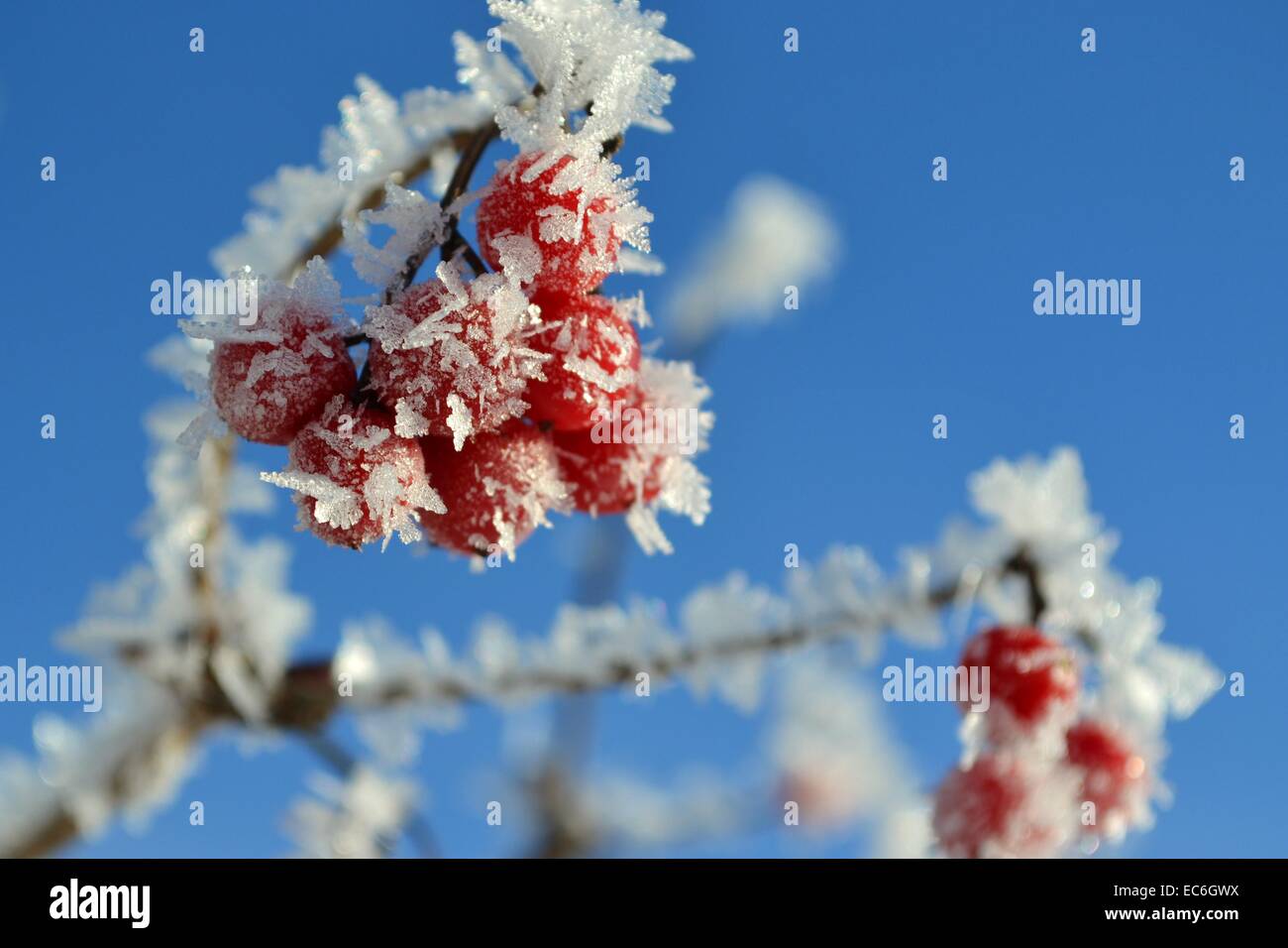 Ligustretum hi-res stock photography and images - Alamy