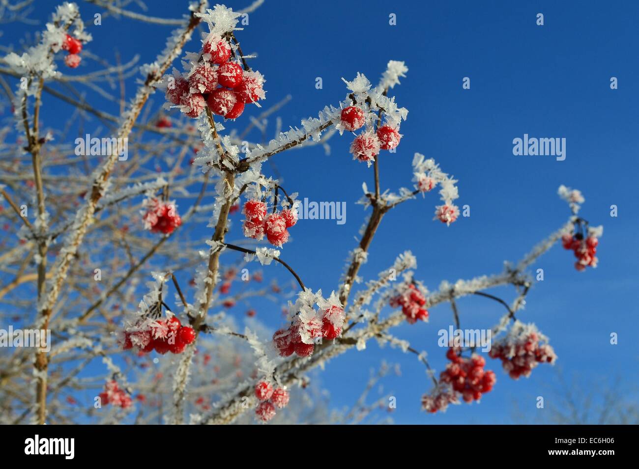 whitethorn in winter Stock Photo - Alamy