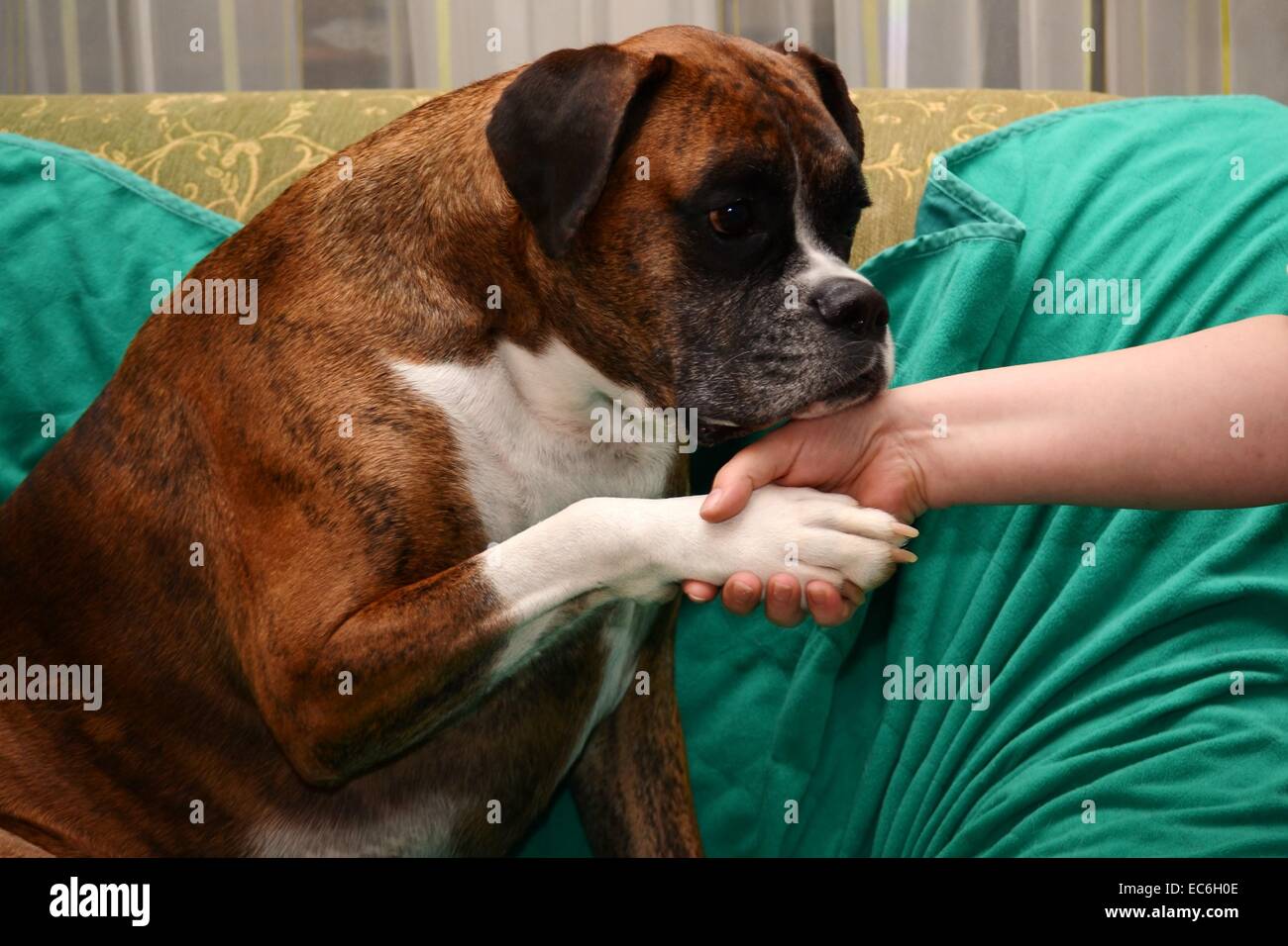 Animals shaking hands hi-res stock photography and images - Alamy