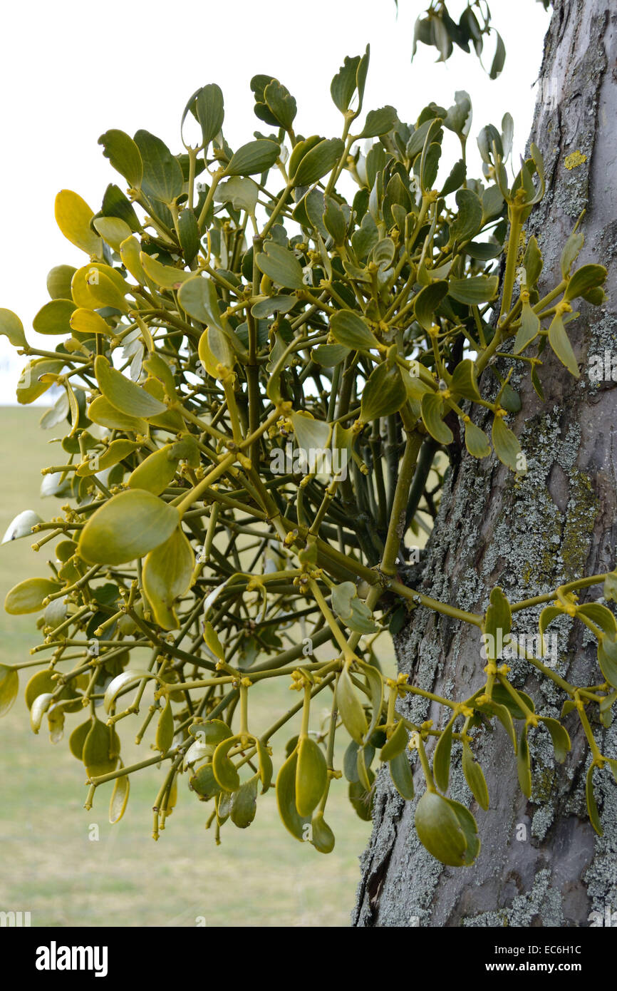 Semi parasitic shrub hi-res stock photography and images - Alamy