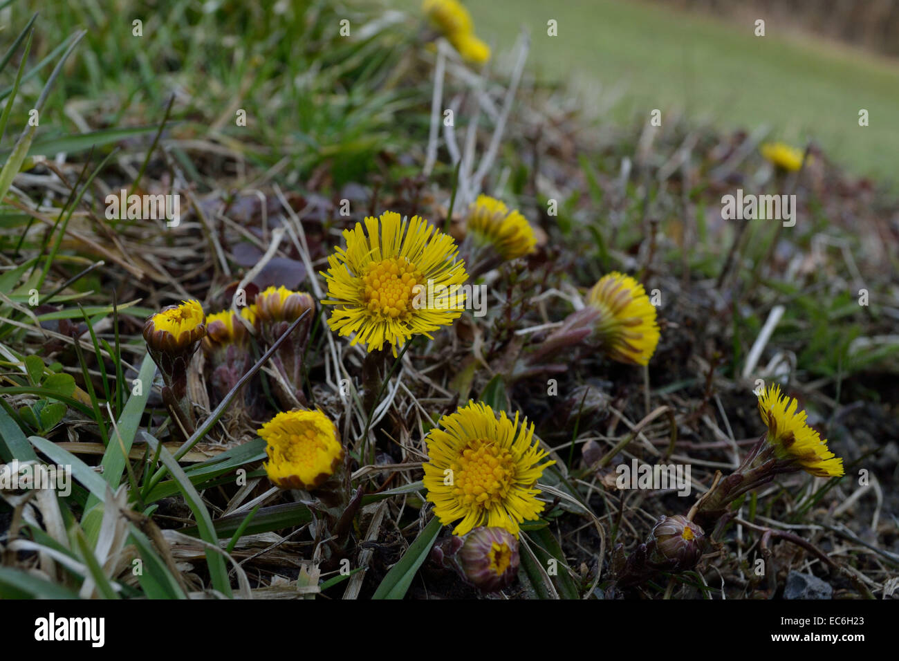 Coltsfoot blossoms hi-res stock photography and images - Alamy