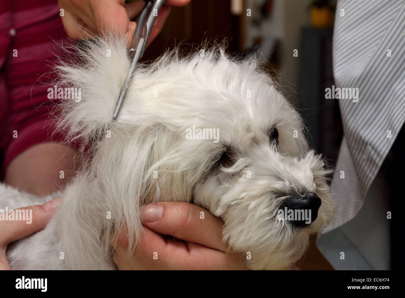 Dog grooming business hi-res stock photography and images - Alamy