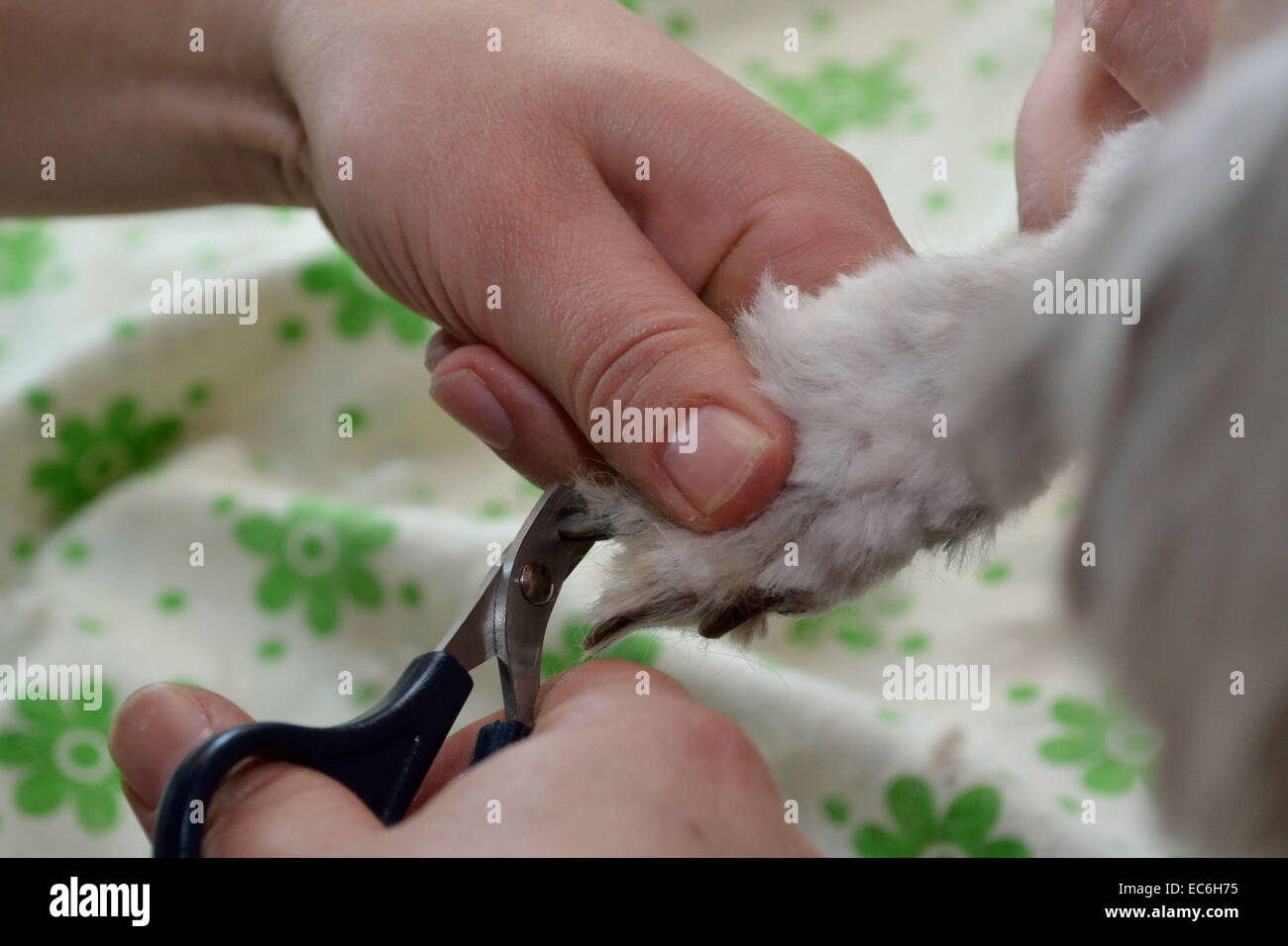 Canine pedicure hi-res stock photography and images - Alamy