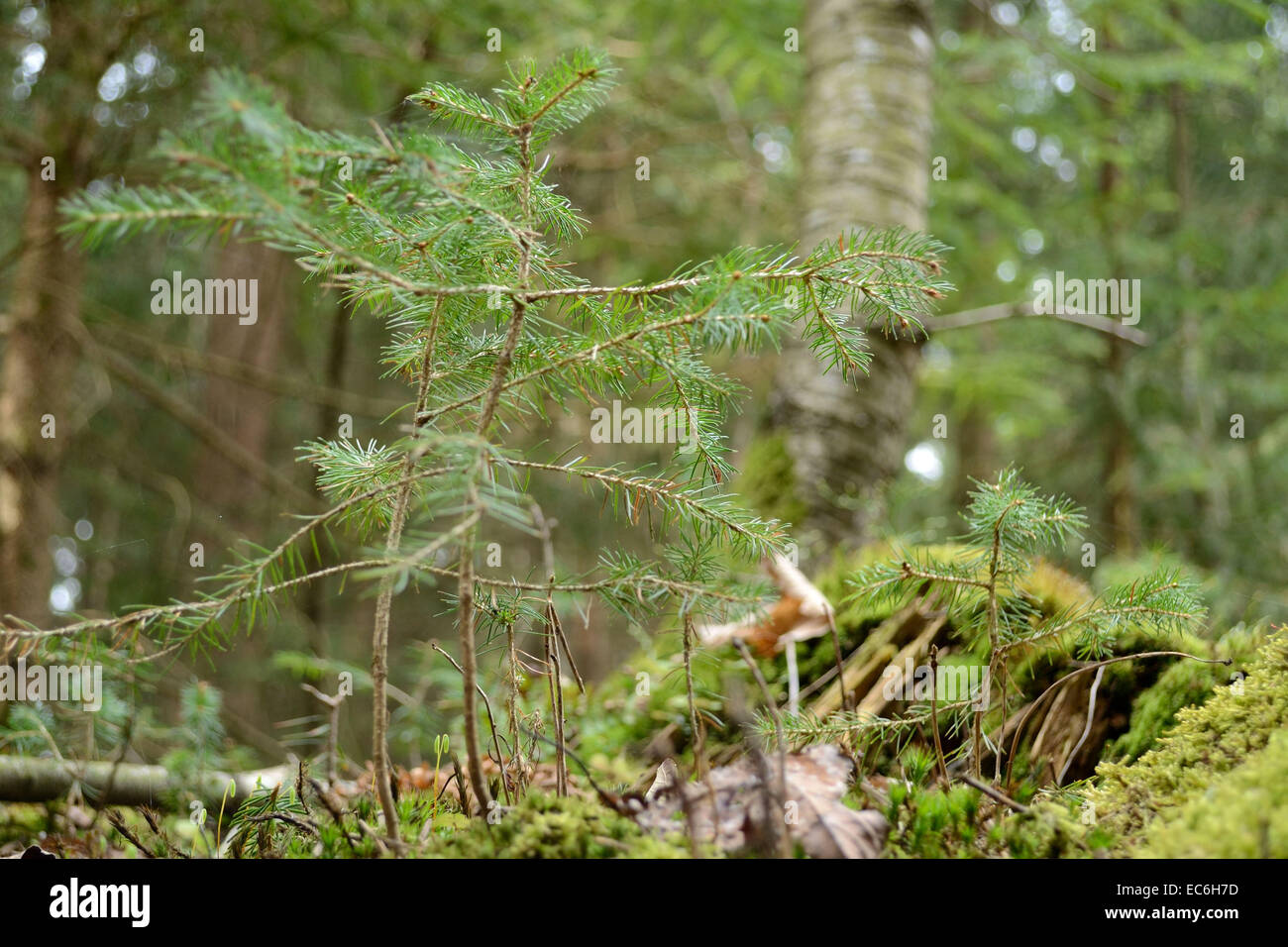Conifers plant hi-res stock photography and images - Alamy