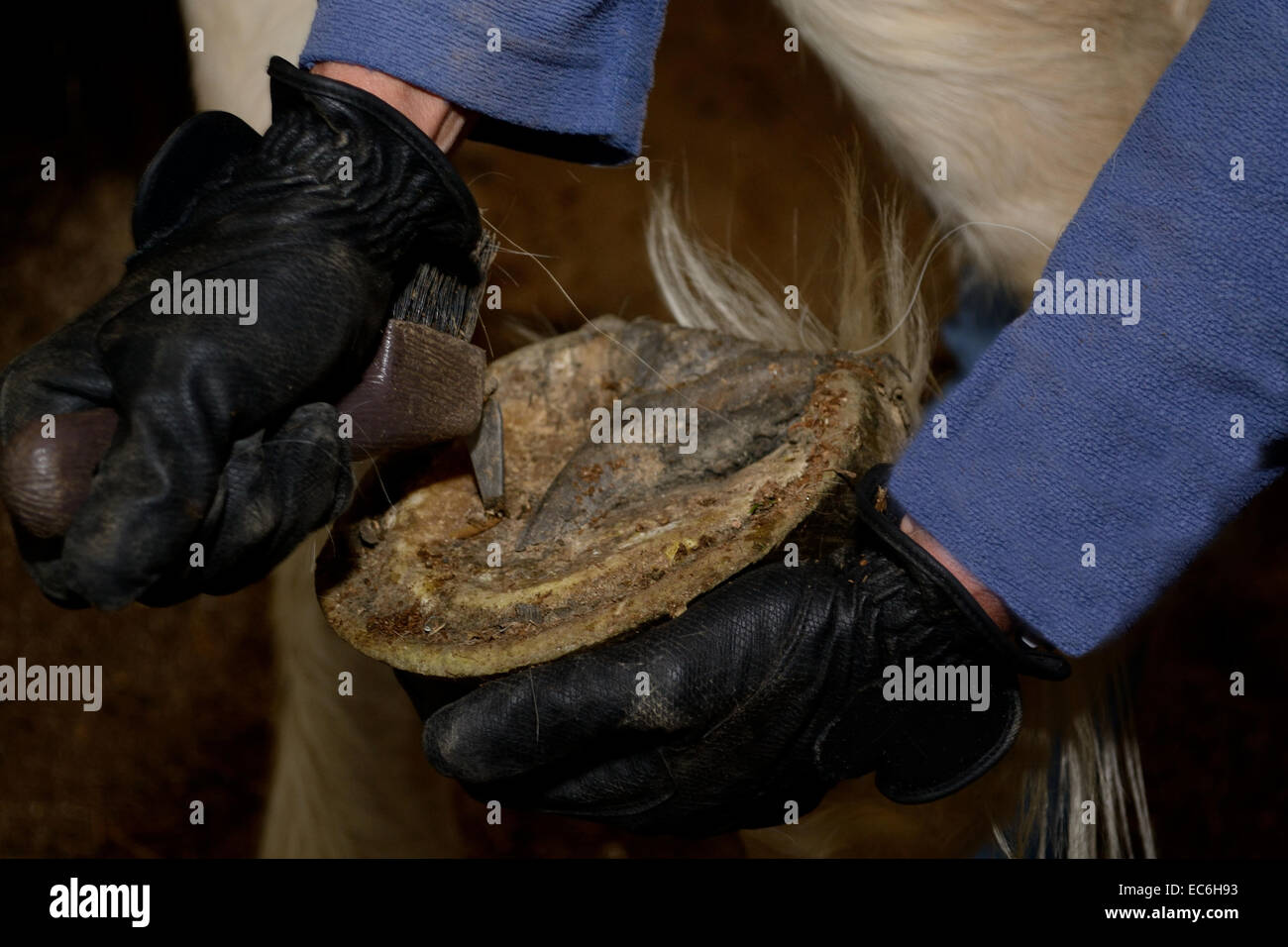 Cleaning of horse s hoof Stock Photo - Alamy