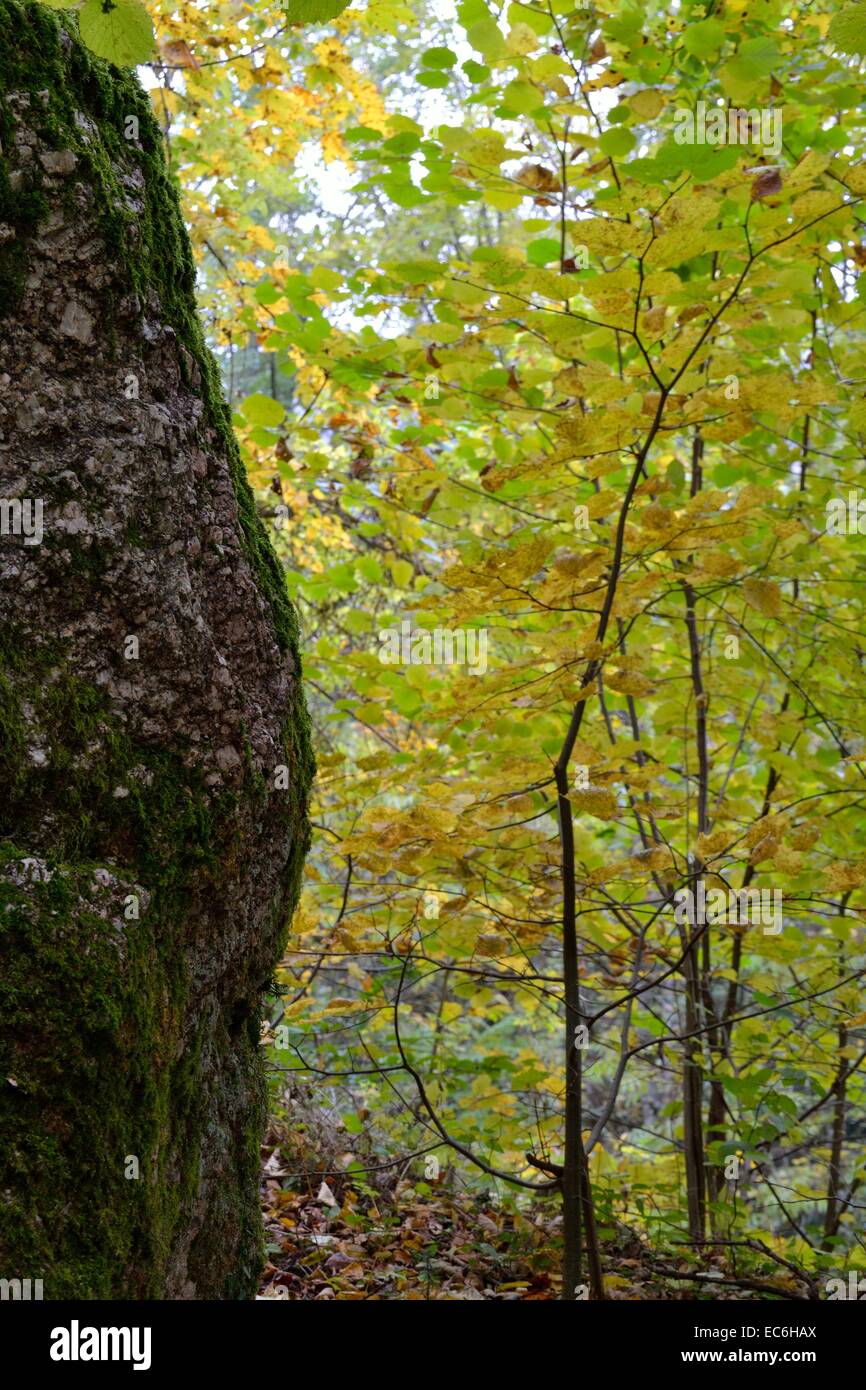 autumn forest with large rocks Stock Photo - Alamy