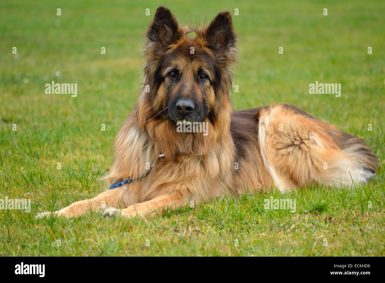 vigilant Long Hair German Shepherd Stock Photo - Alamy