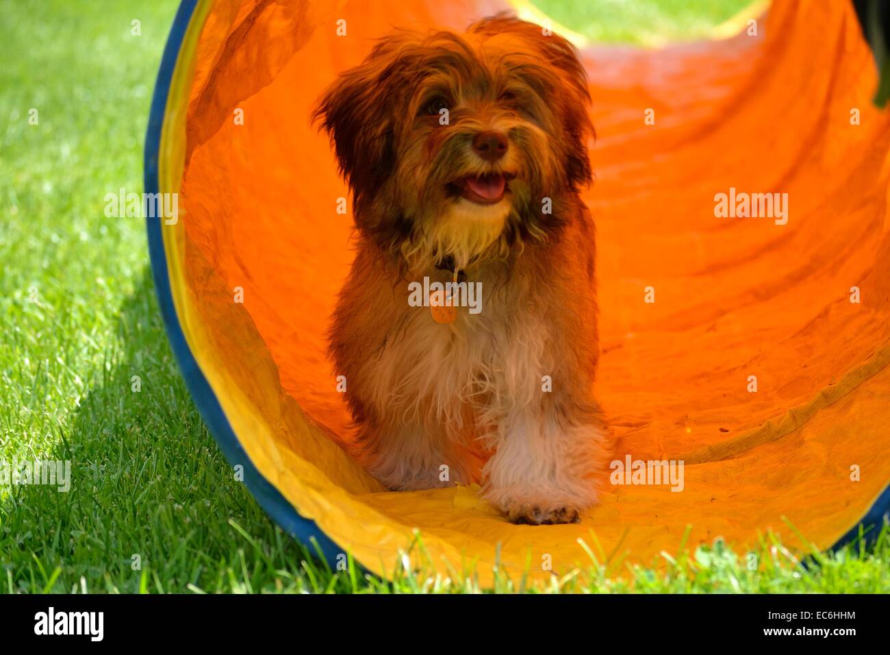 Puppy running through a tunnel Stock Photo - Alamy