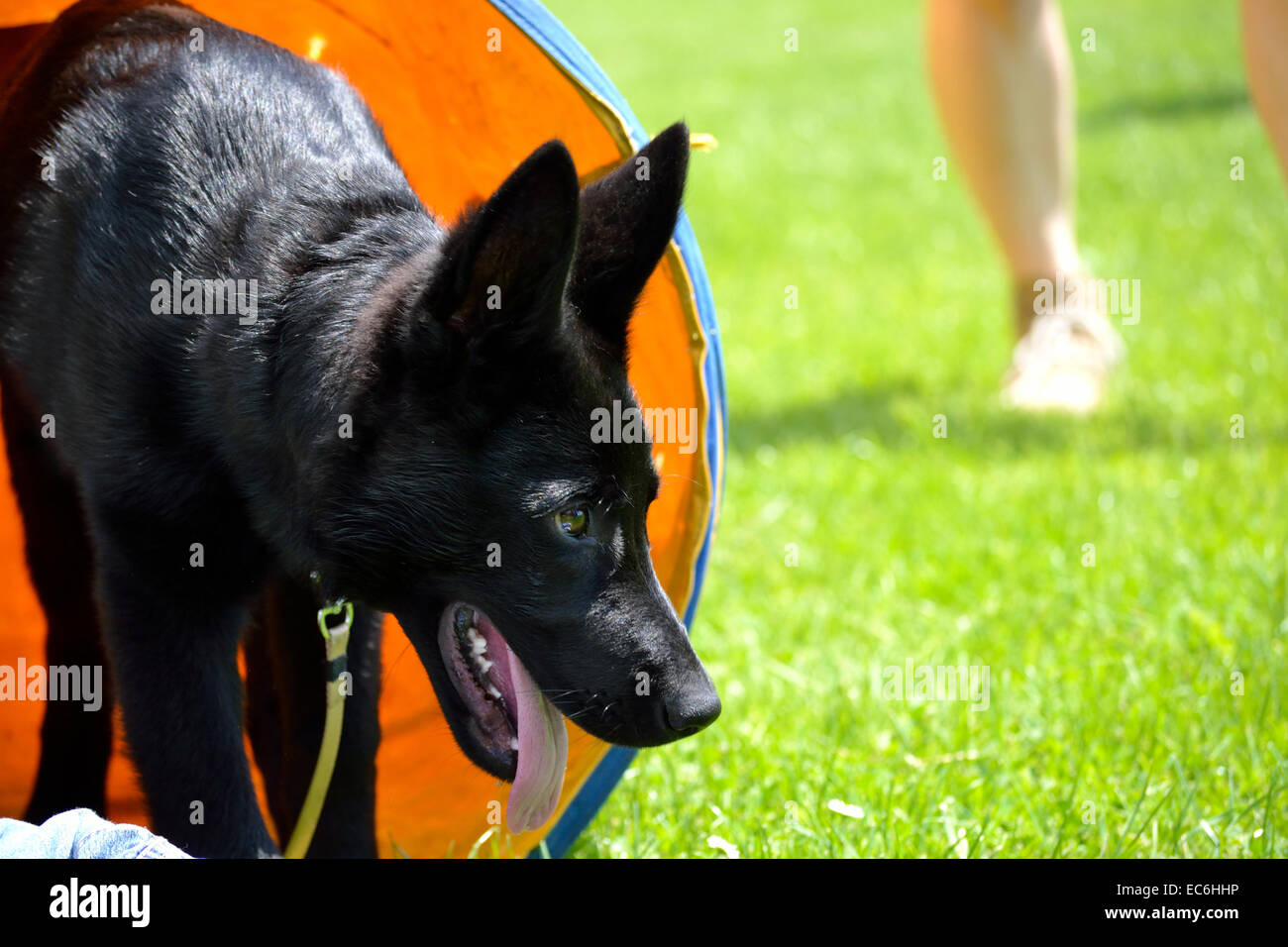 Dogs running through tunnel hi-res stock photography and images - Alamy