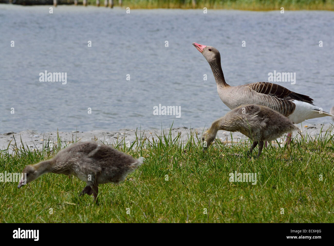 Geese at the lake beach Stock Photo - Alamy