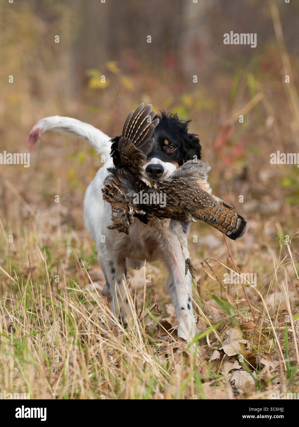Dog bird hunt hi-res stock photography and images - Alamy