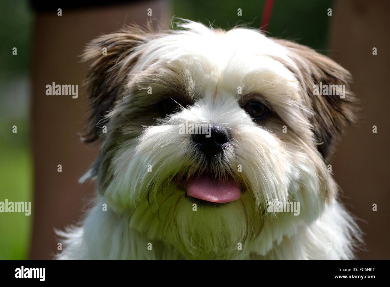 Portrait shot of a Havanese Stock Photo - Alamy