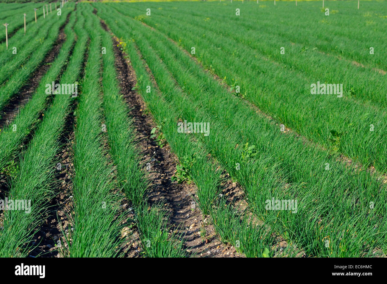 Big chives plantation Stock Photo - Alamy