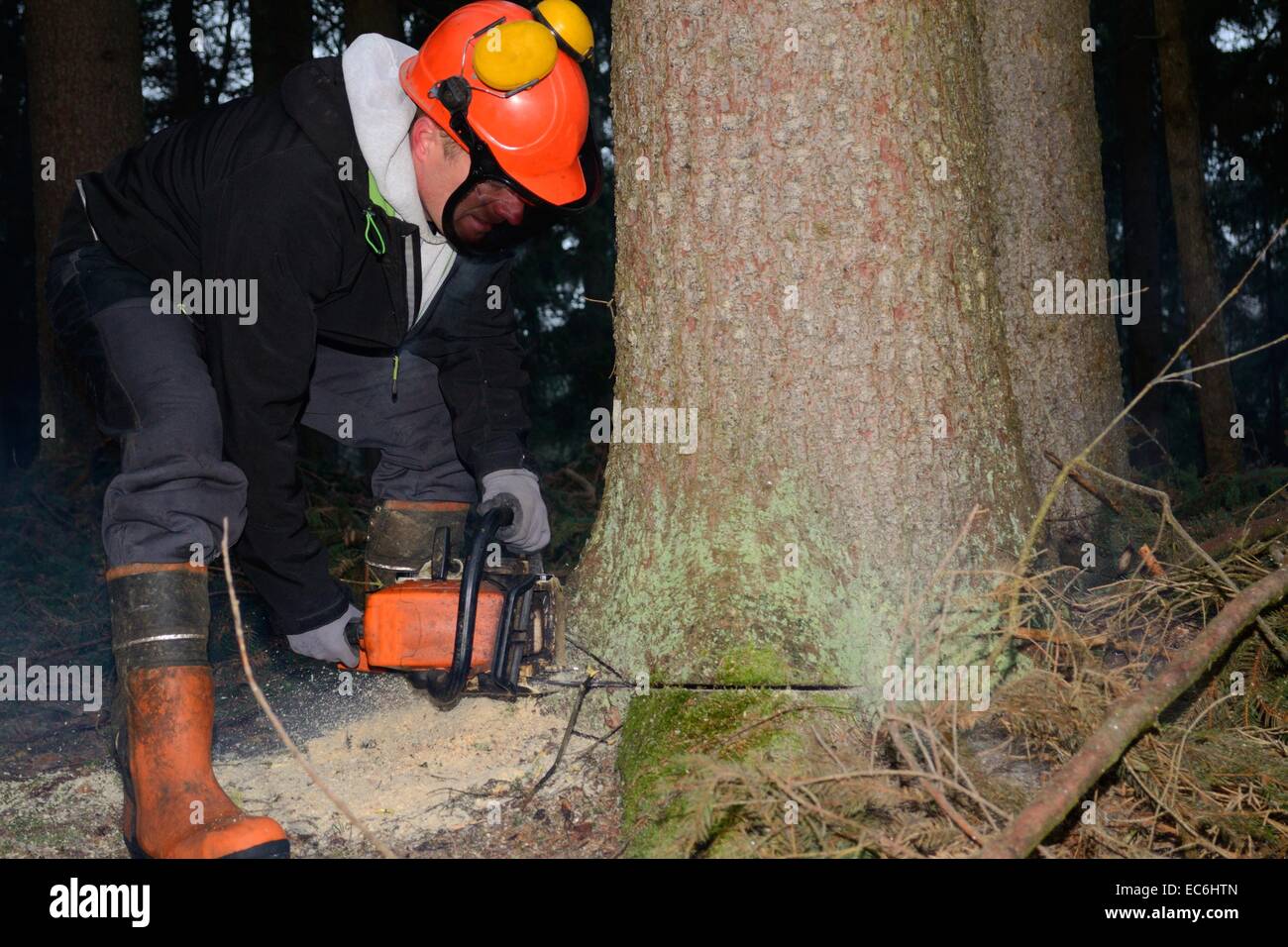 Woodsman cuts the tree Stock Photo - Alamy